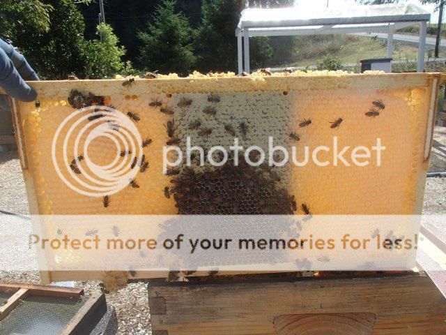 Photos of my partial sheet of foundation in deep frames -experiment | Page 4 | Beesource ...